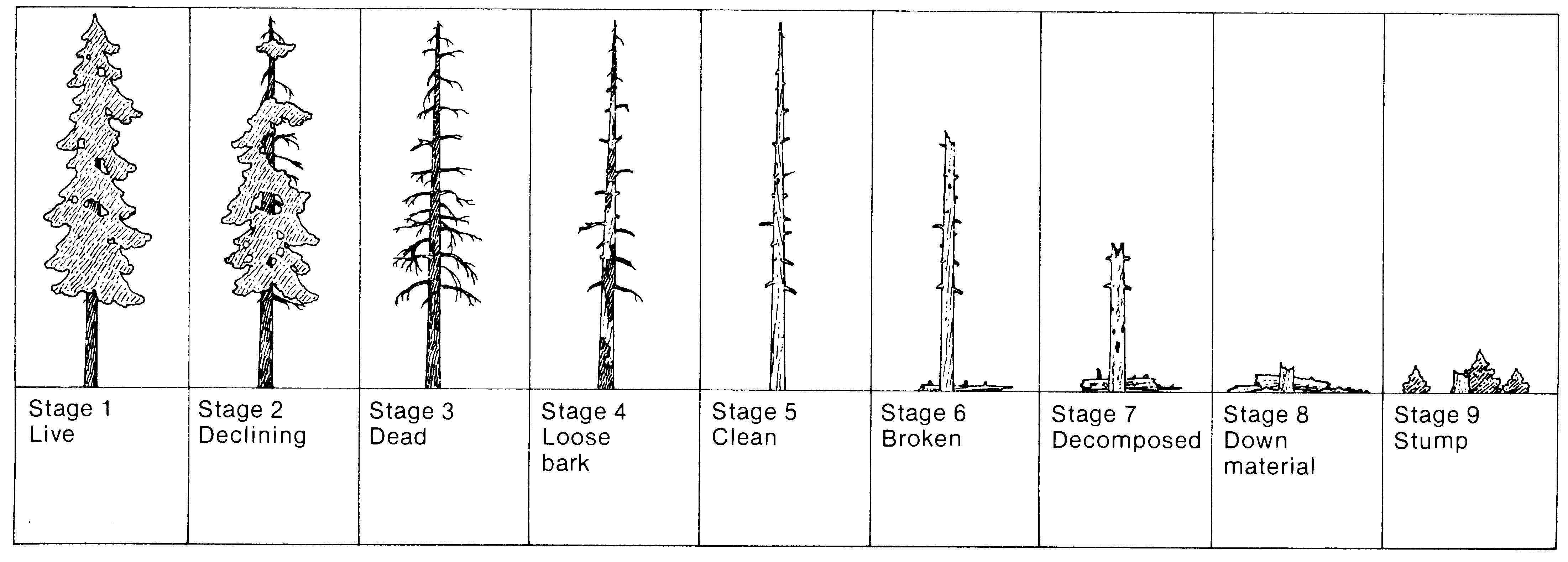 Snags in Assiniboine Park | Assiniboine Park Conservancy