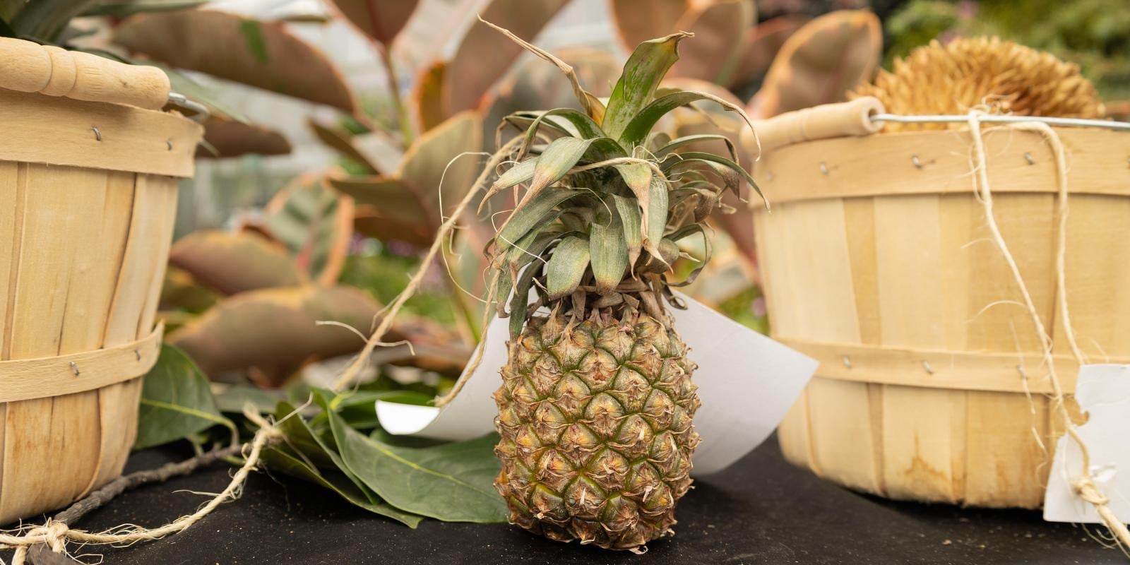 The First Pineapple Harvest: A Tropical Triumph and the Filipino ...