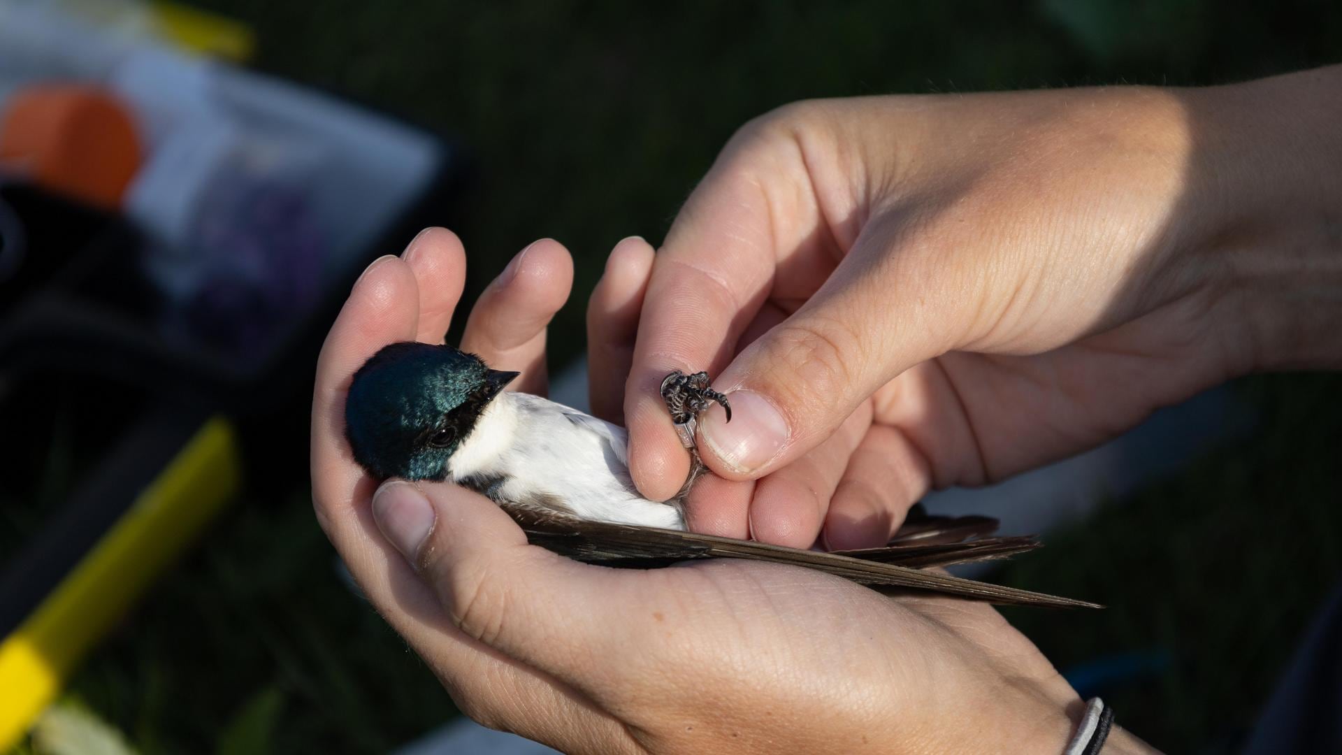 Banding Together: Collaborations for Bird Conservation | Assiniboine ...