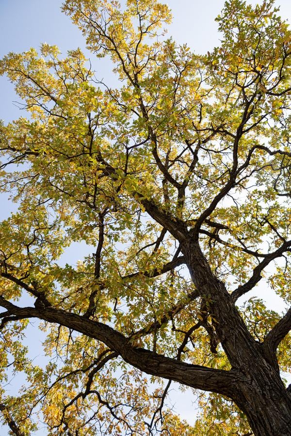 Guardians of Greenery: Nurturing the Park's Precious Trees ...
