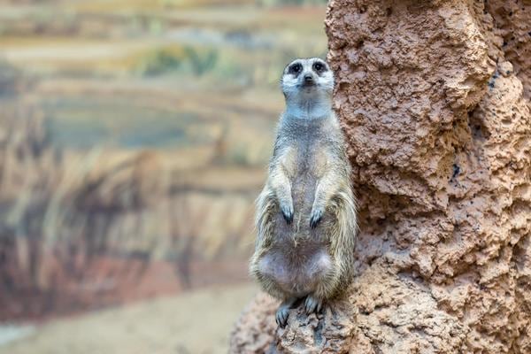 Your Guide to a Winter Zoo Visit | Assiniboine Park Conservancy