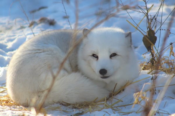 Your Guide to a Winter Zoo Visit | Assiniboine Park Conservancy