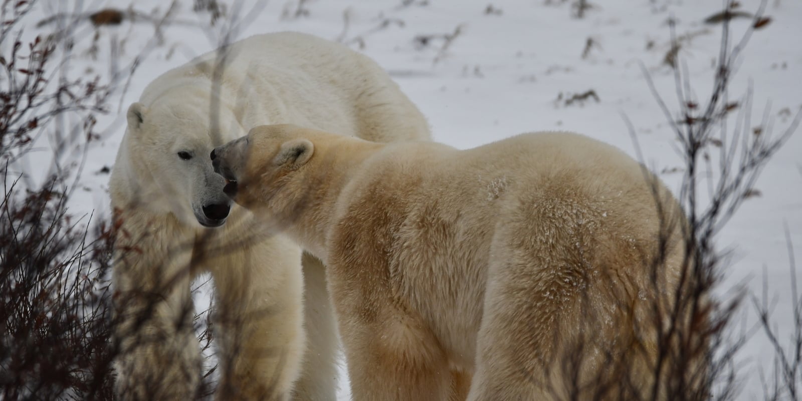 Understanding the Changing Arctic | Assiniboine Park Conservancy