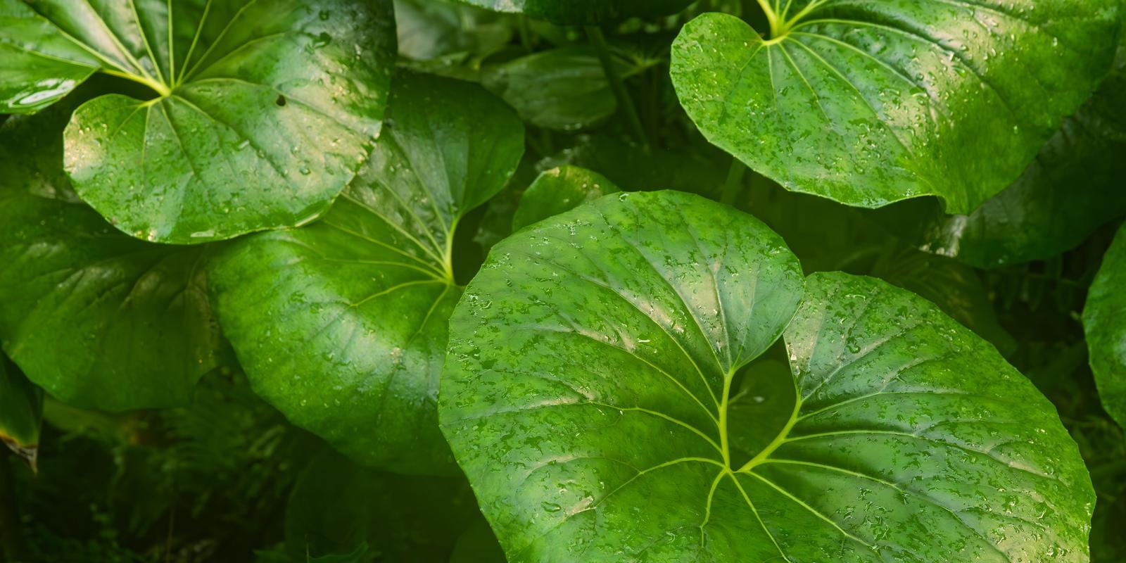 The Secret Language of Plant Colours | Assiniboine Park Conservancy
