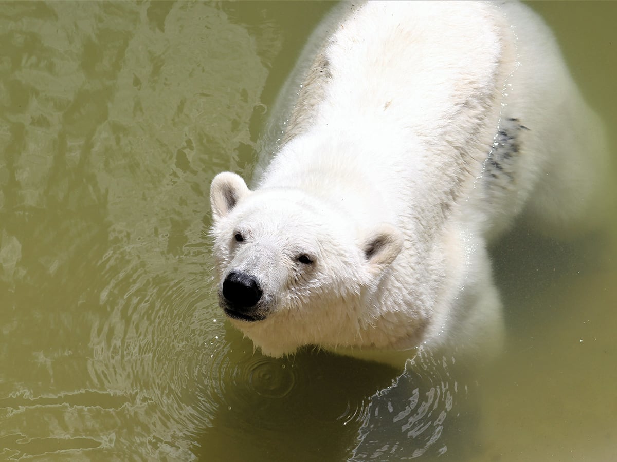 Polar Bears | Assiniboine Park Conservancy