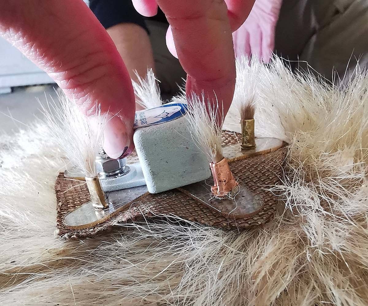 From the Park to the Arctic: Polar Bear Research Updates | Assiniboine ...