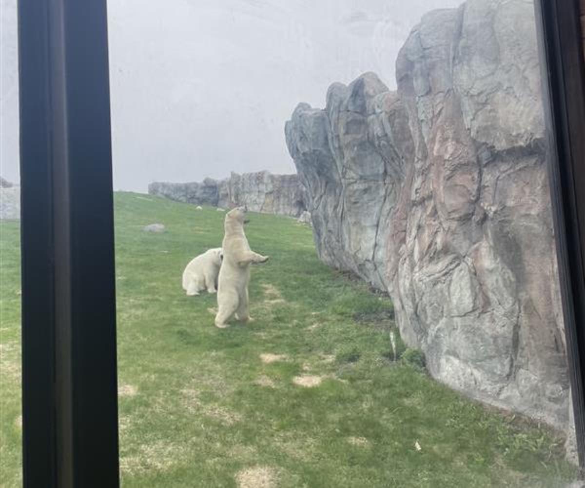 From the Park to the Arctic: Polar Bear Research Updates | Assiniboine ...