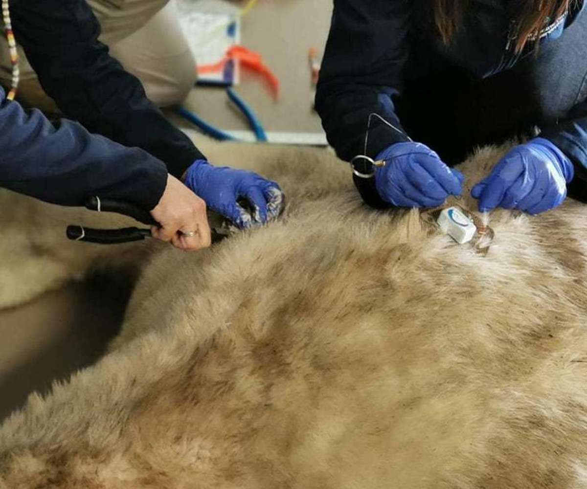 From the Park to the Arctic: Polar Bear Research Updates | Assiniboine ...